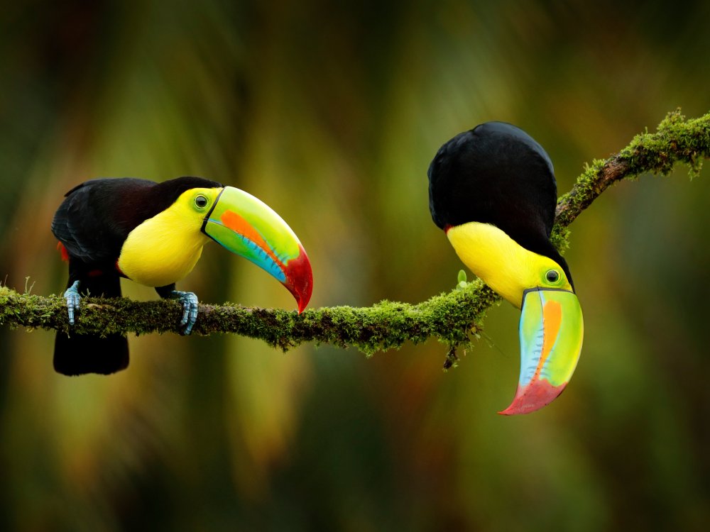 COSTA RICA & PANAMA – Die Brücke nach Südamerika | Studienreisen ...