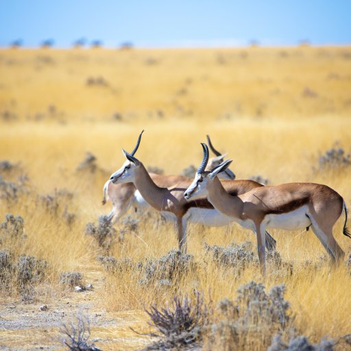 NAMIBIA – Pures Afrika erleben | Studienreisen | Städtereisen ...